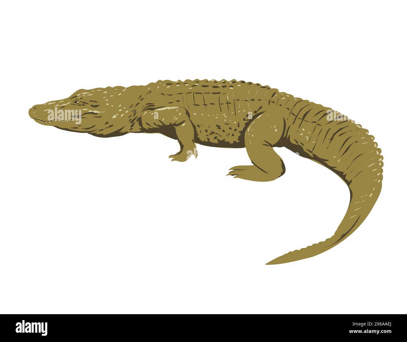 American alligator Stock Vector Images - Alamy