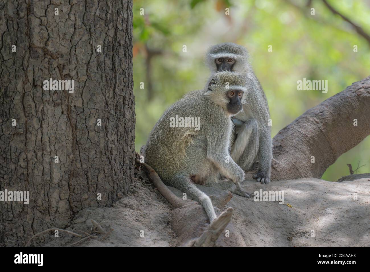 Pair of vervet monkeys sitting at the base of a large gtree Stock Photo ...