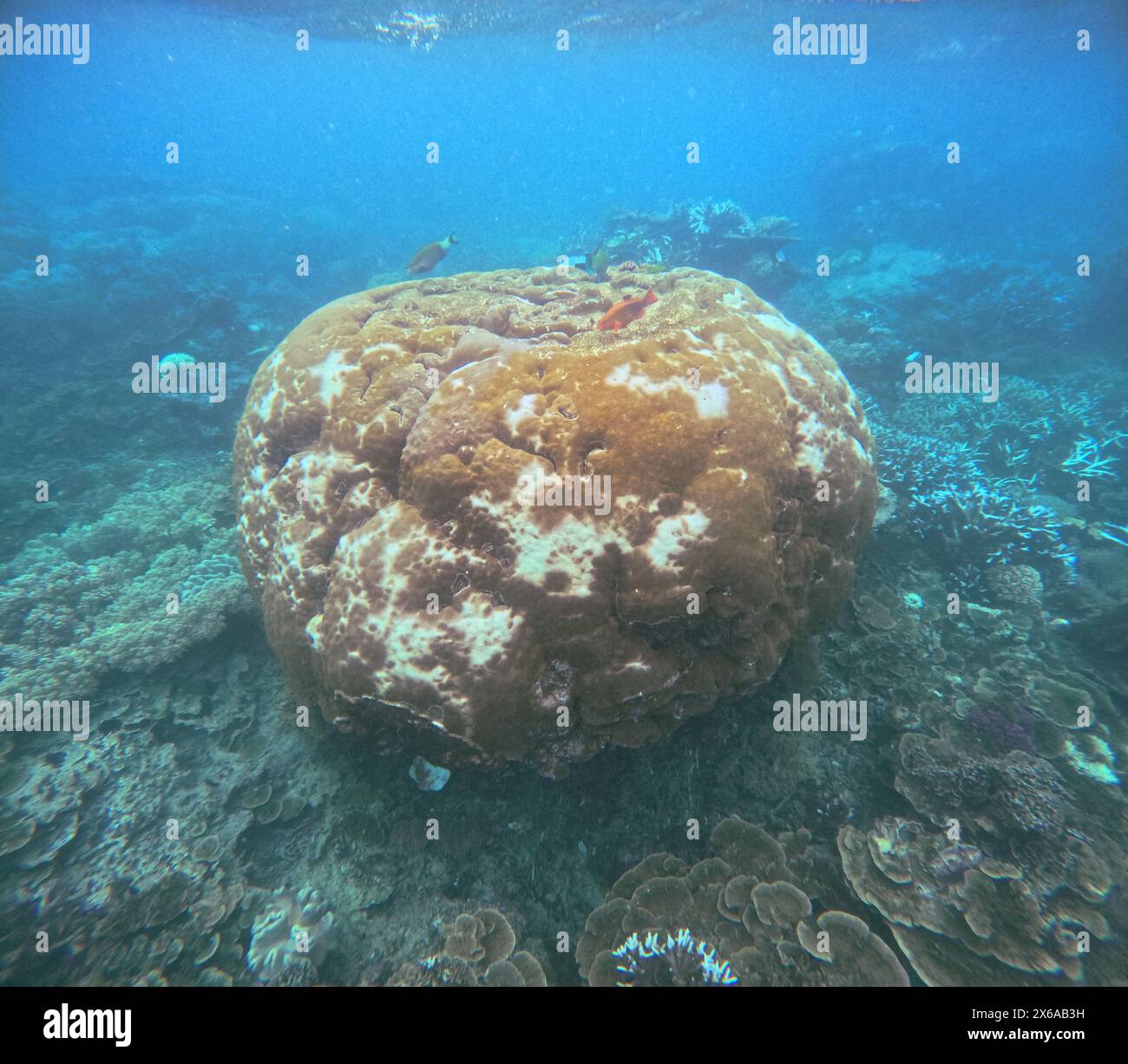 The great barrier reef 2024 hi-res stock photography and images - Alamy