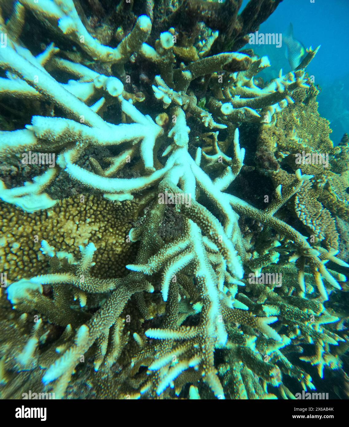 Branching Acropora coral that is recovering from bleaching, with brown ...