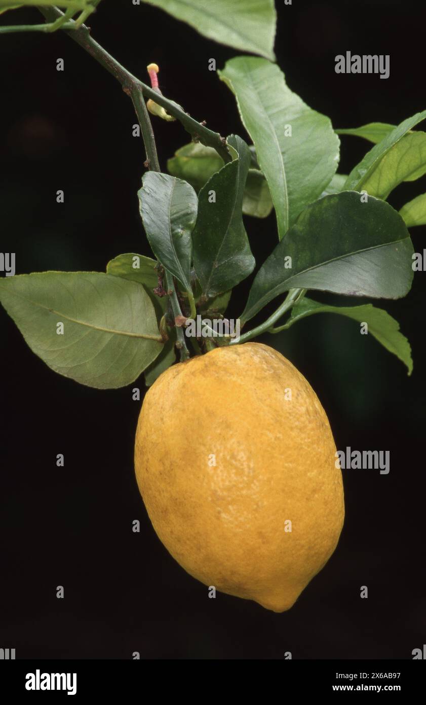 SINGLE LEMON ON TREE WITH BLACK BACKGROUND Stock Photo - Alamy