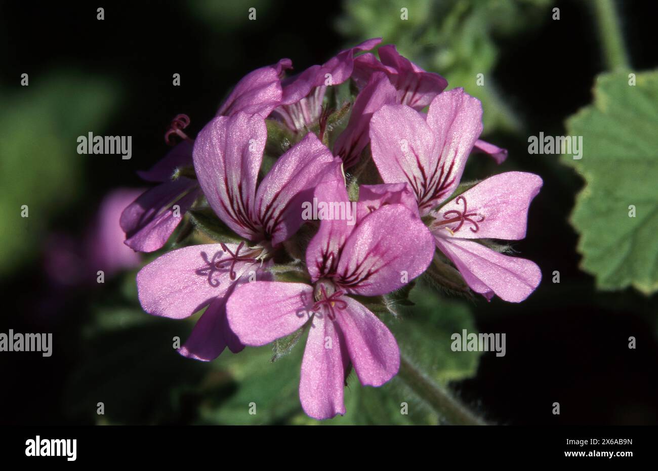 PELARGONIUM 'ATOMIC SNOWFLAKE' Stock Photo - Alamy
