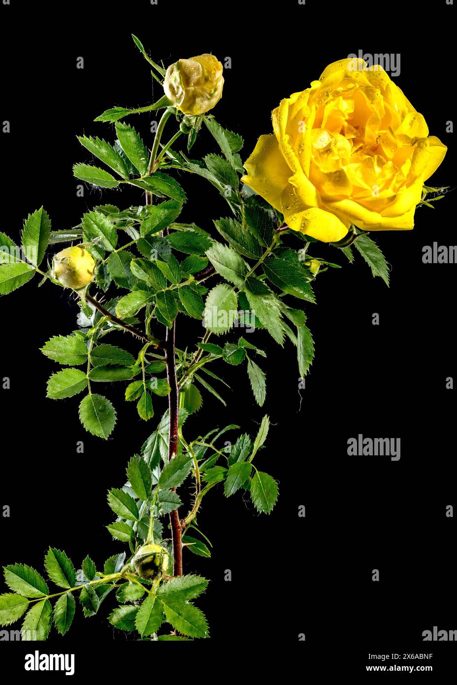Beautiful Blooming yellow Climbing rose Golden Showers on a black background. Flower head close ...