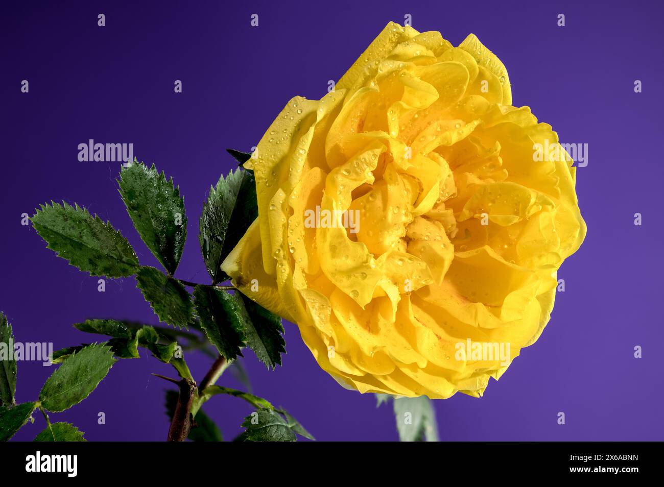 Beautiful Blooming yellow Climbing rose Golden Showers on a purple background. Flower head close ...