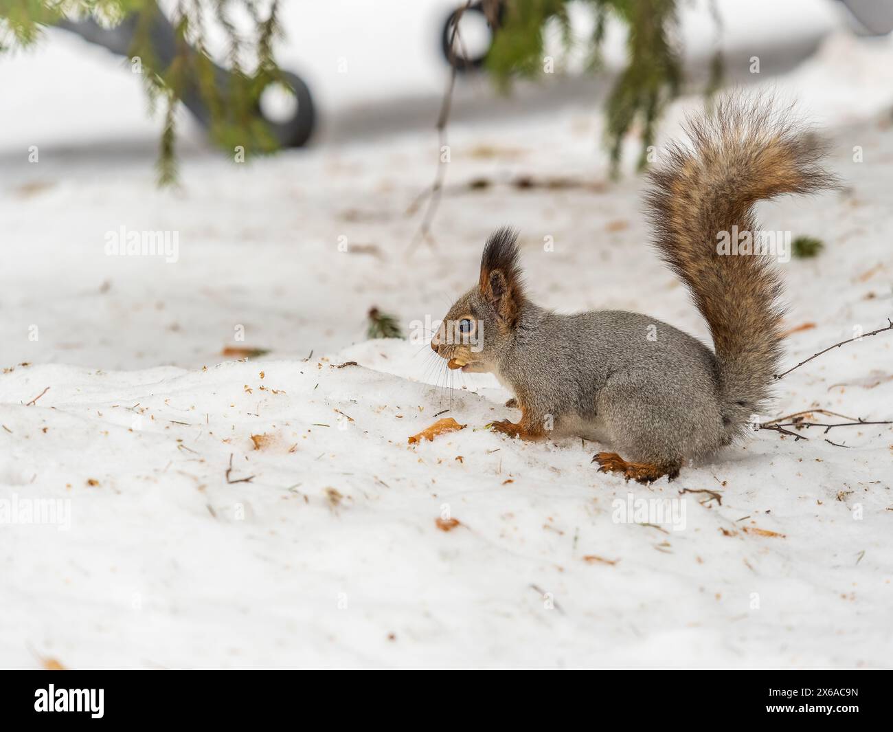 Sciurus vulgaris hides nuts hi-res stock photography and images - Alamy