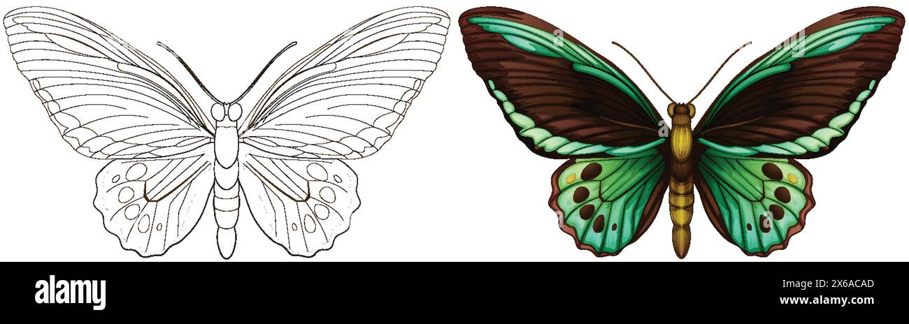 Detailed butterfly, one colored and one outline Stock Vector Image ...