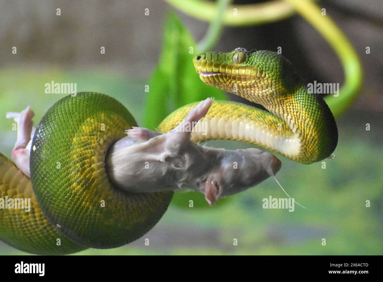 Green snake australia hi-res stock photography and images - Alamy