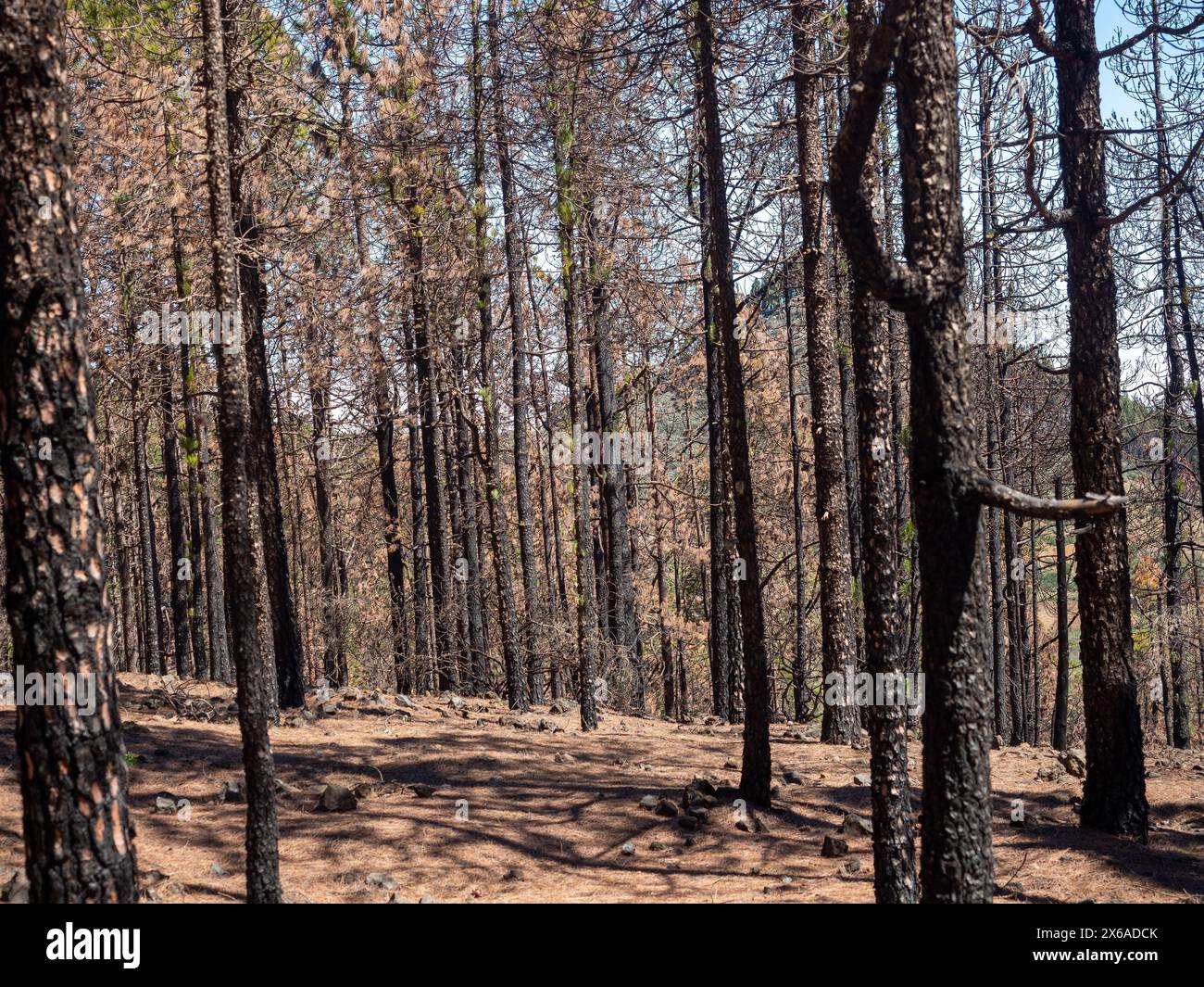 Dense pine fores devastated by fire in Gran Canaria showing only its ...