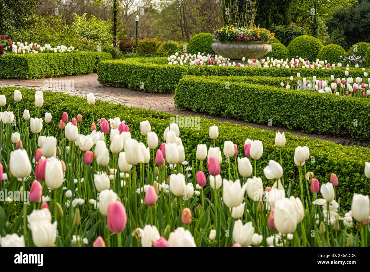 Springtime tulip blossoms in the Levy Parterre formal garden at the ...