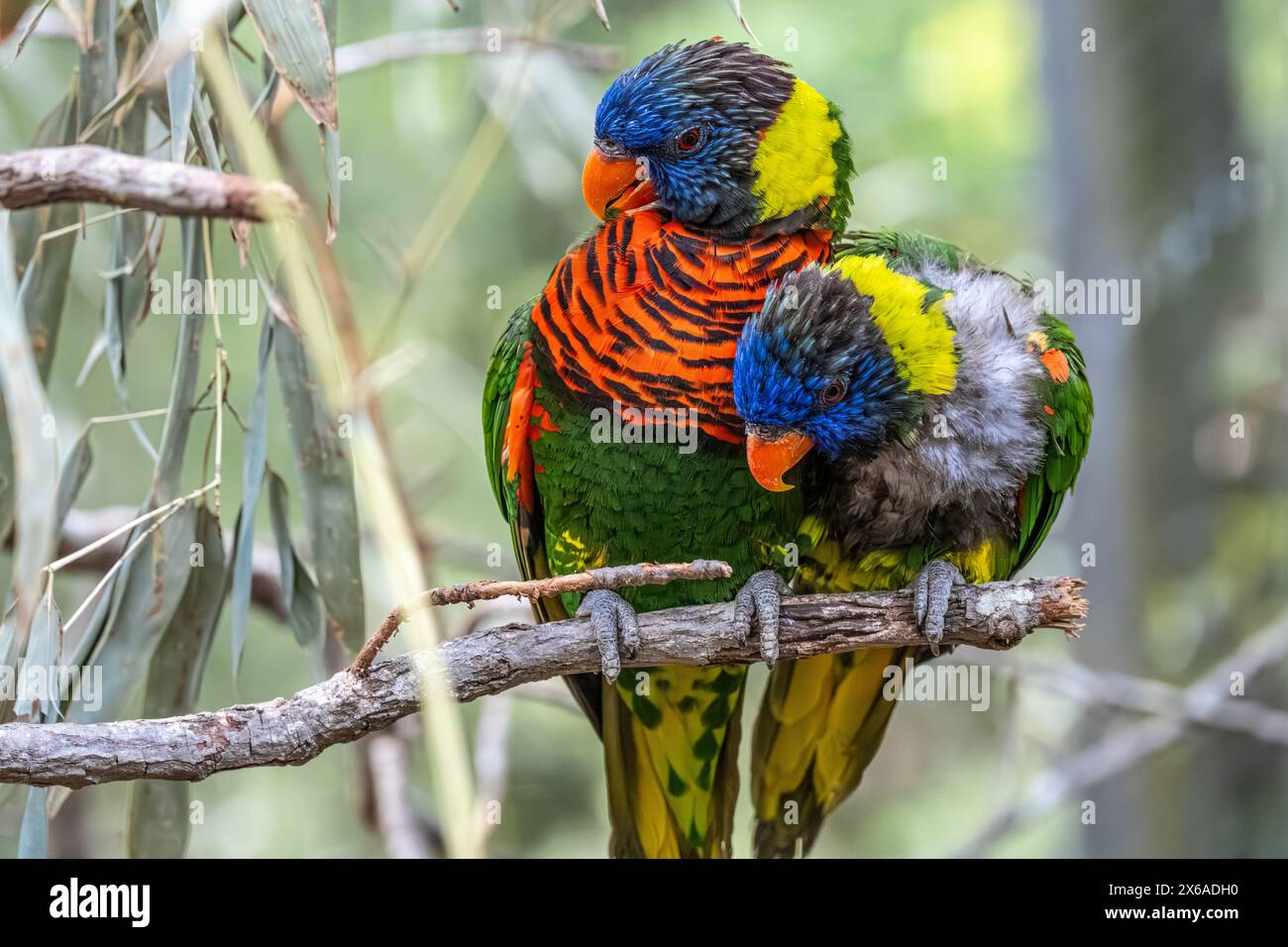 Colorful lorikeets at the Birmingham Zoo in Birmingham, Alabama. (USA ...