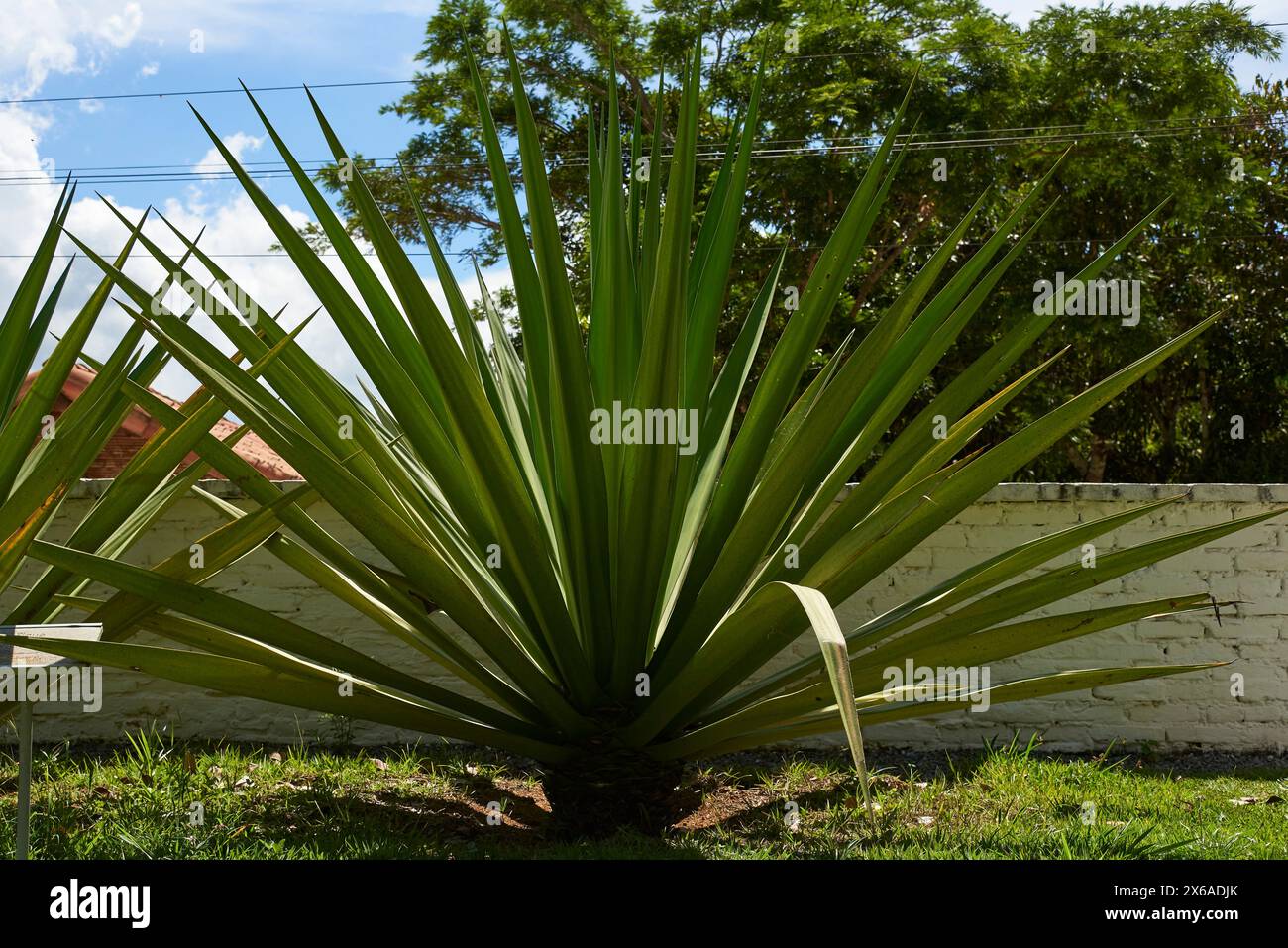 Furcraea andina, South American plant known as fique and cultivated to ...