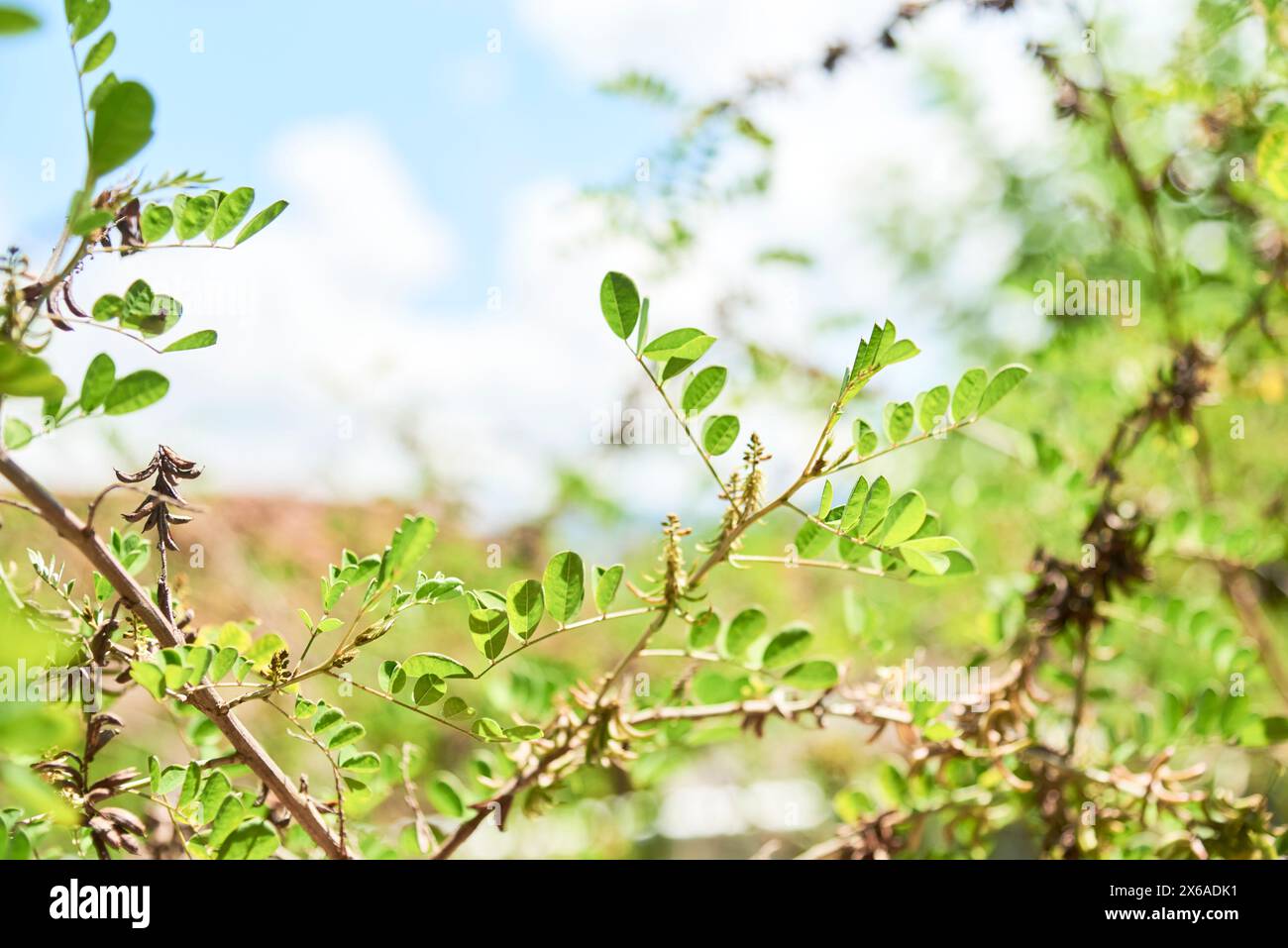 Wild indigo or anil, indigofera suffruticosa, shrub plant commonly used ...