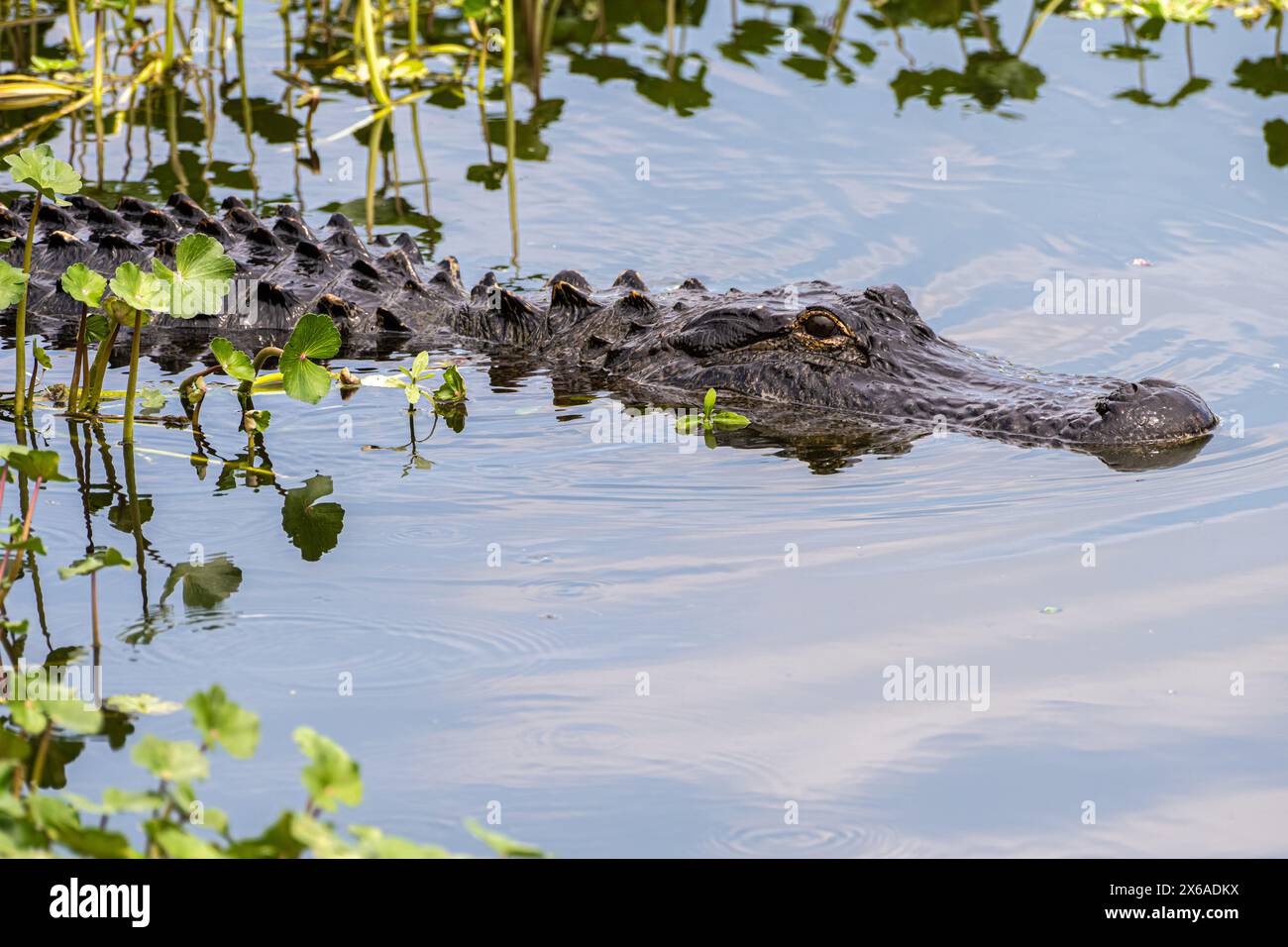 American alligator (Alligator Mississippiensis) at Sweetwater Wetlands ...
