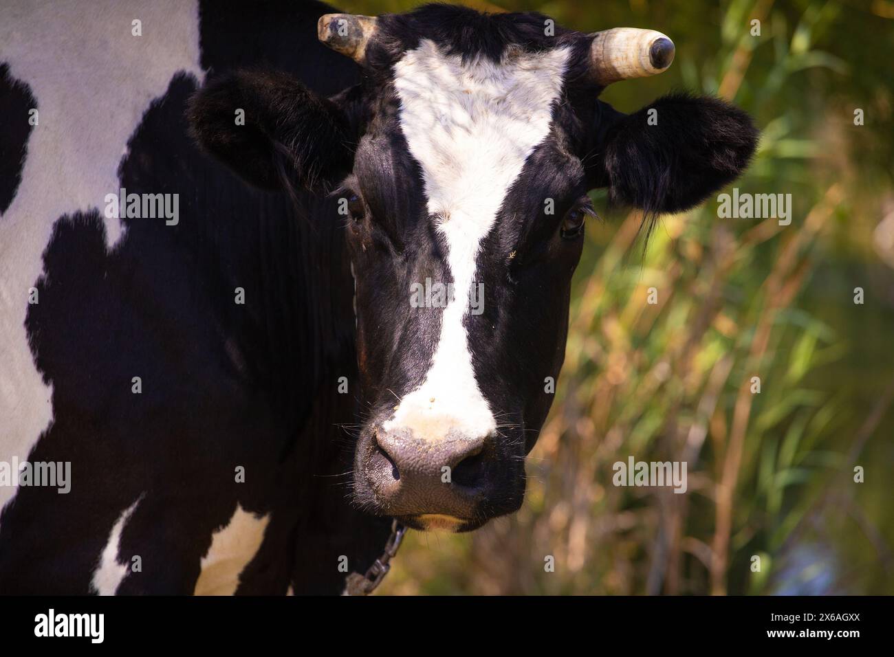 Beautiful scene cow standing hi-res stock photography and images - Alamy