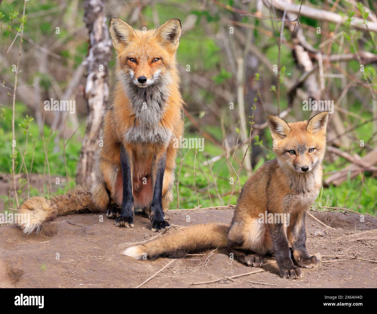 Portrait of mother red fox and her baby in the forest, Canada Stock ...