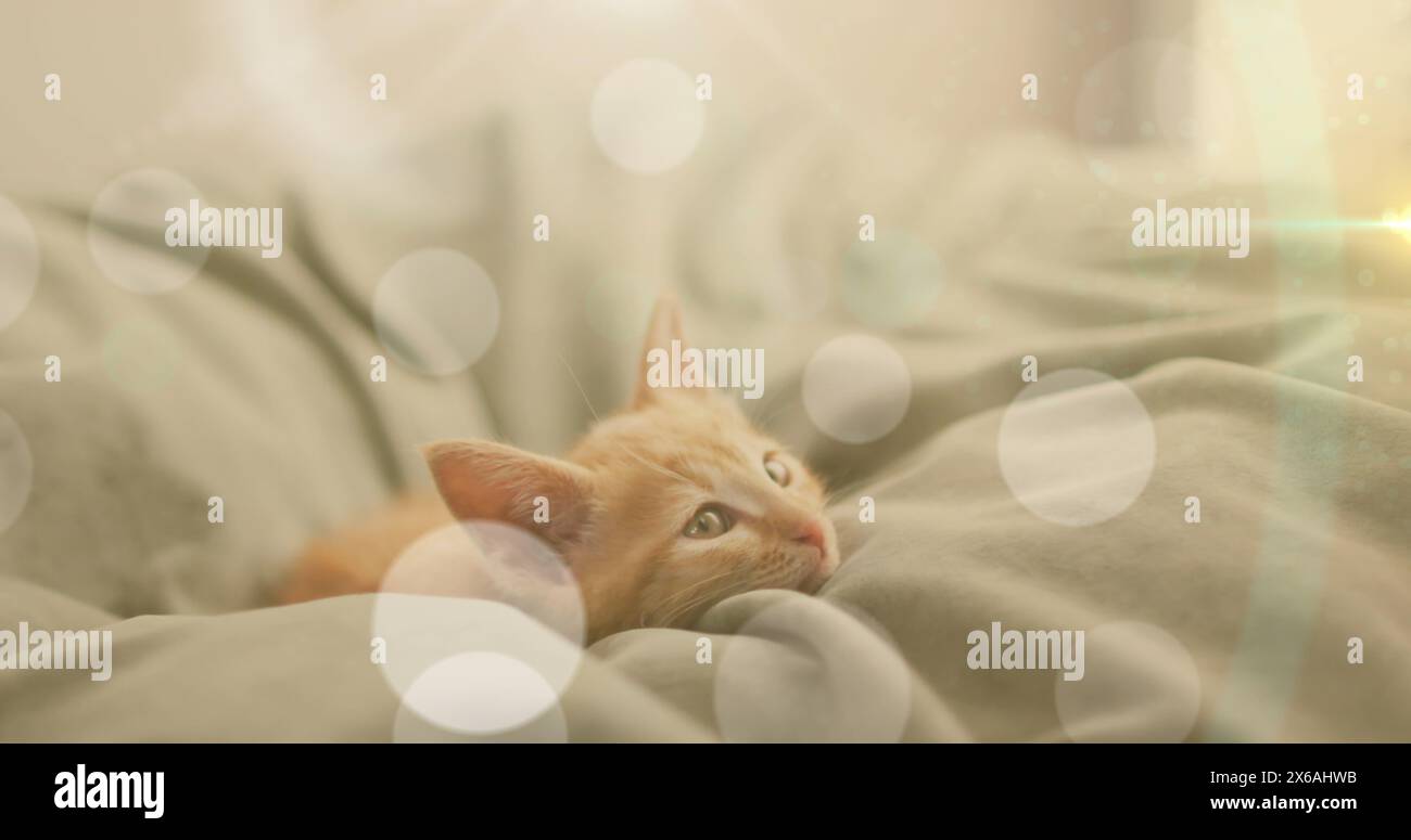 Cat in beautiful light hi-res stock photography and images - Alamy
