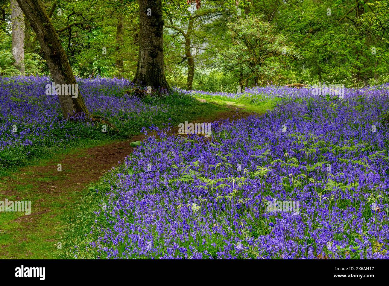 Kinclaven Bluebell Woodland Perthshire Scotland Stock Photo - Alamy