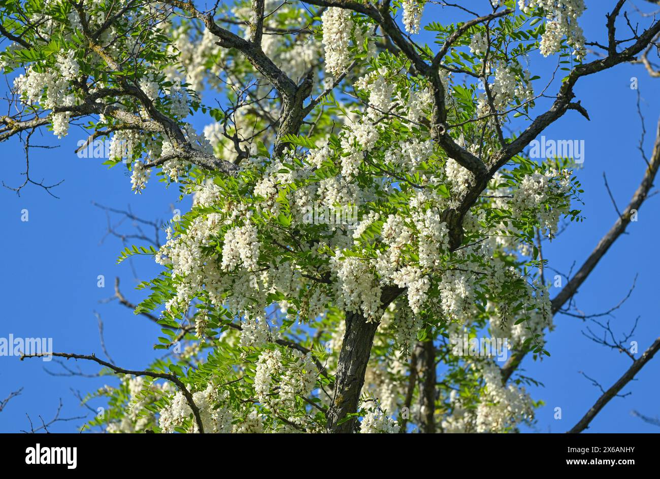 Acacia well hi-res stock photography and images - Alamy