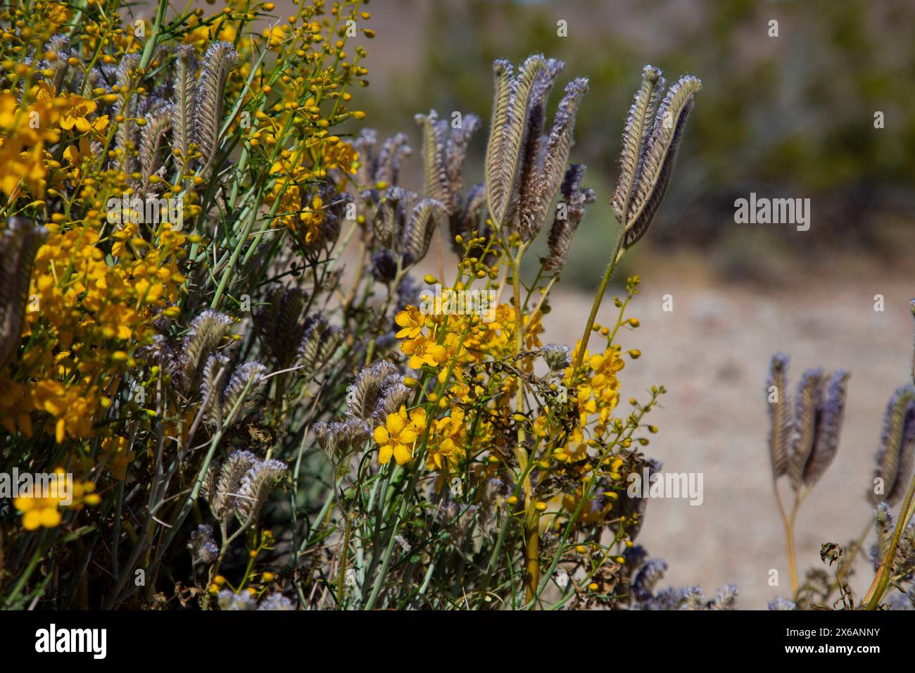 Johnson Valley, California, USA. 5th May, 2024. Desert Senna and ...