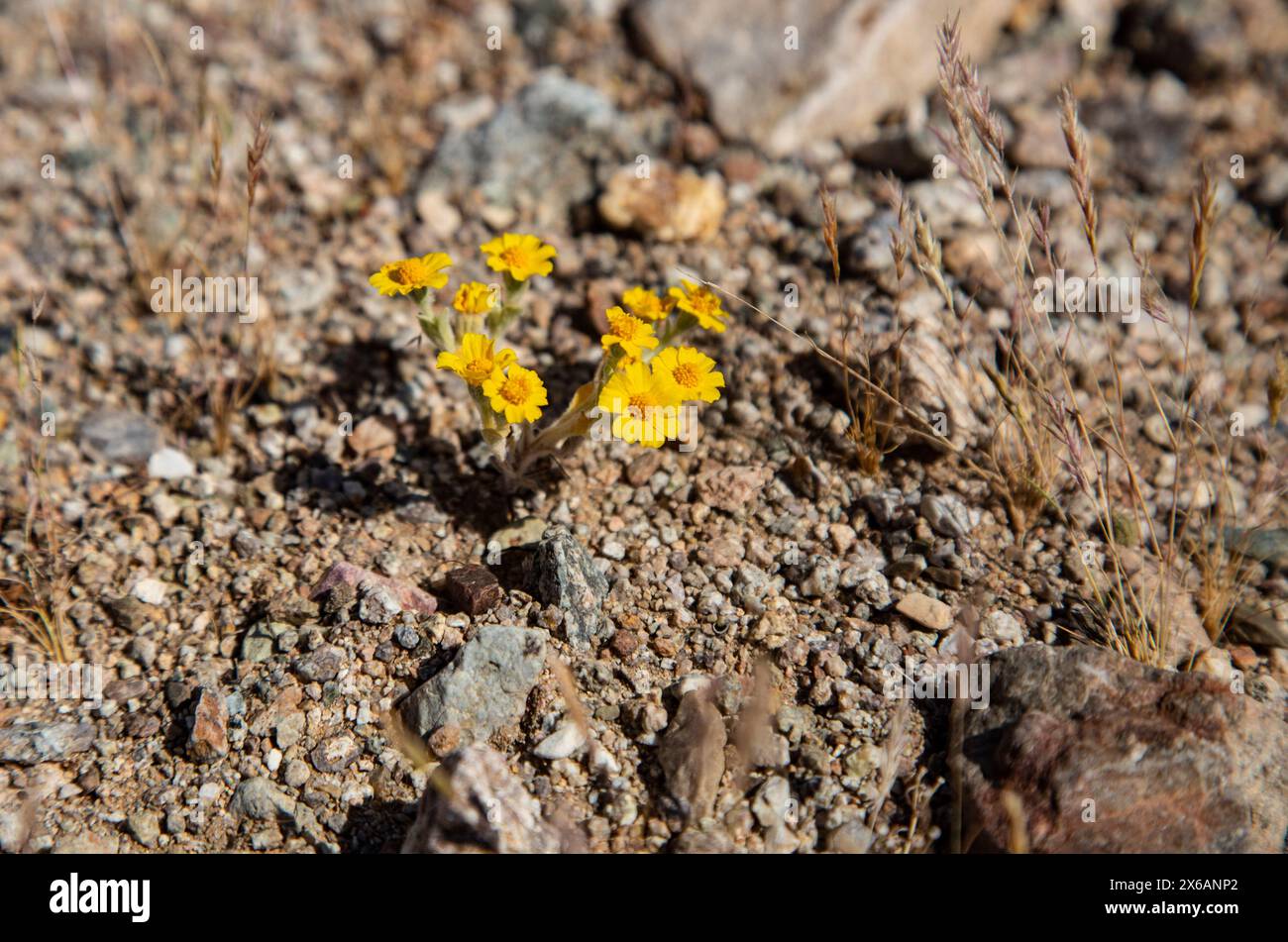 Easterbonnets hi-res stock photography and images - Alamy