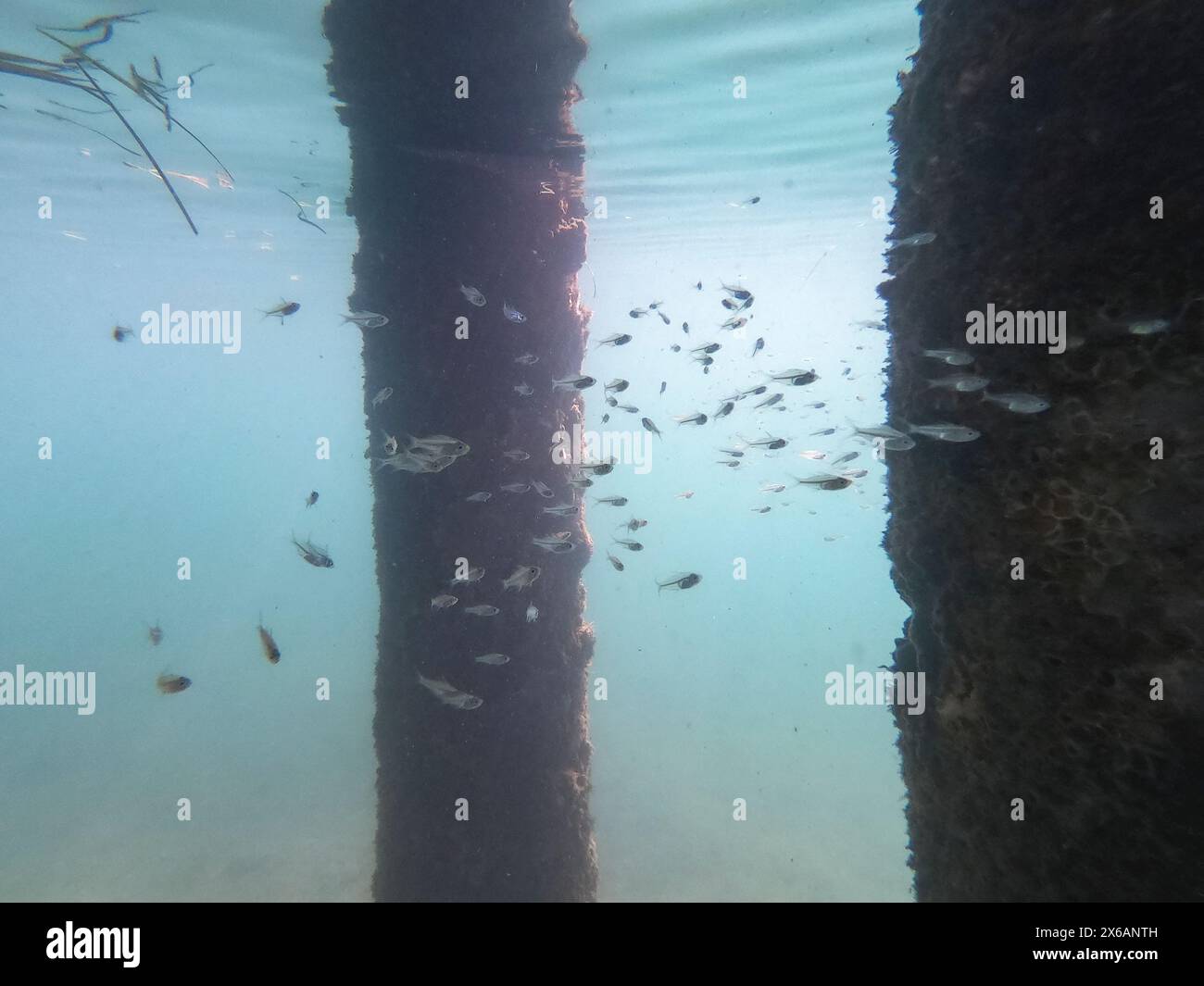 Small fish in sea hi-res stock photography and images - Alamy