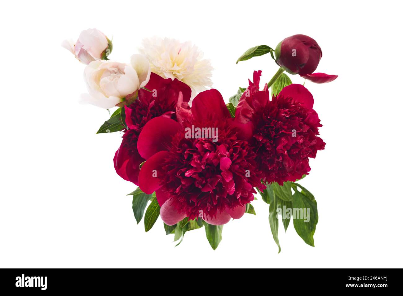 Vibrant Burgundy Peony Arrangement. A striking arrangement of burgundy ...