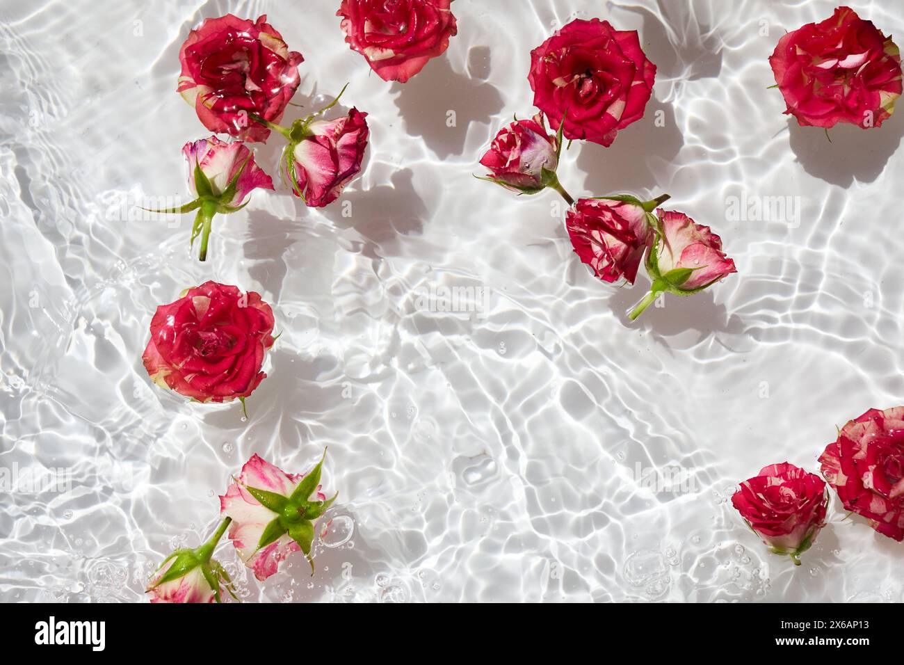 Spa, cosmetic background. Floating Pink Roses in Sparkling Water. Roses ...