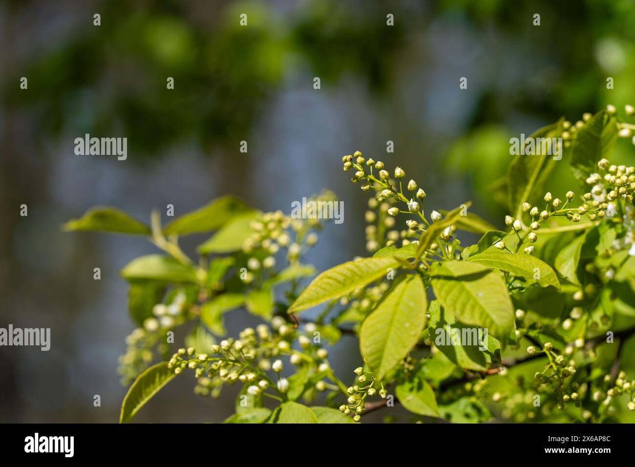 Budding bird cherry hi-res stock photography and images - Alamy