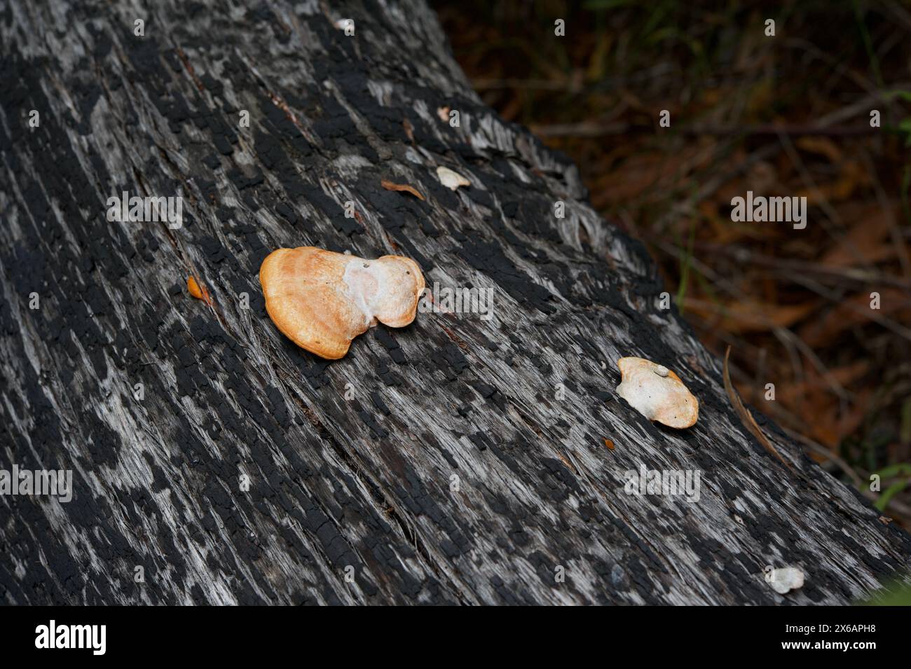 Australian fungus hi-res stock photography and images - Alamy