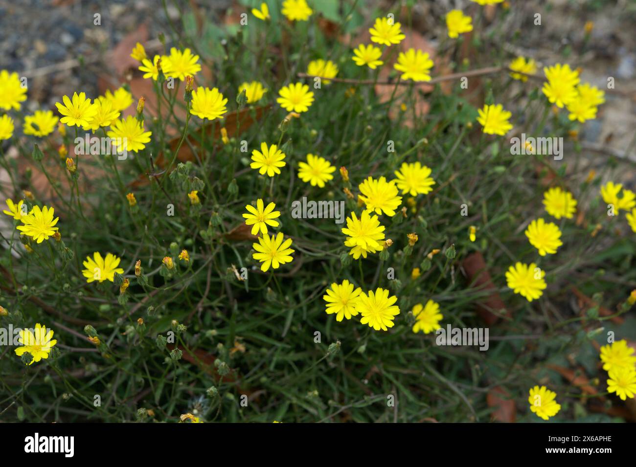 Yellow tongue daisy flower hi-res stock photography and images - Alamy