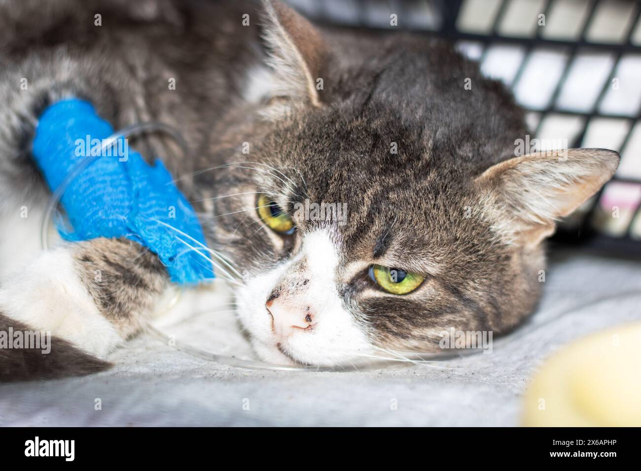Sad gray cat with catheter on paw close up Stock Photo - Alamy
