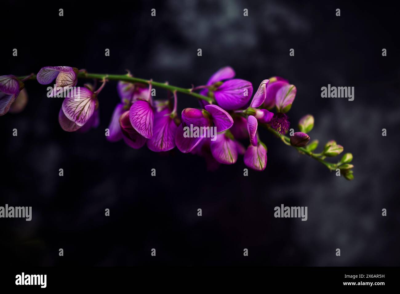 Australian native bouquet hi-res stock photography and images - Alamy