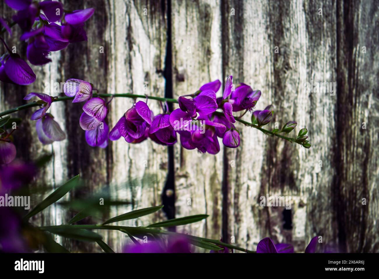 Australian native bouquet hi-res stock photography and images - Alamy