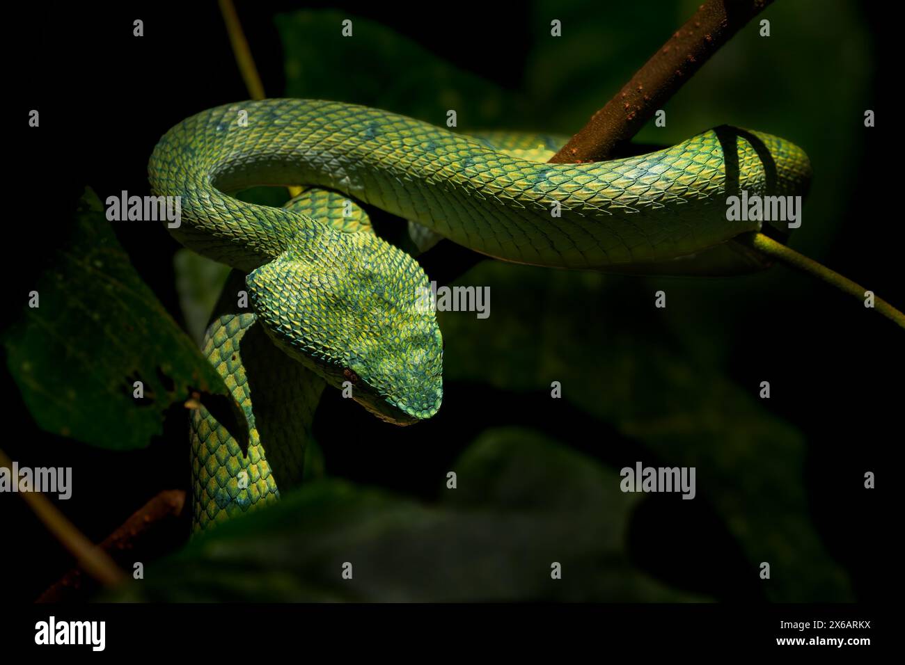 Bornean keeled green pit viper - Tropidolaemus subannulatus, beautiful ...