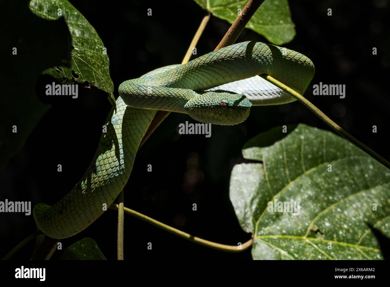 Bornean keeled green pit viper - Tropidolaemus subannulatus, beautiful ...