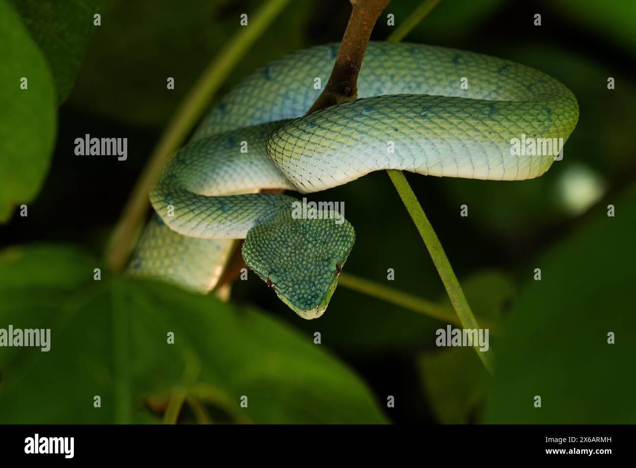 Bornean keeled green pit viper - Tropidolaemus subannulatus, beautiful ...
