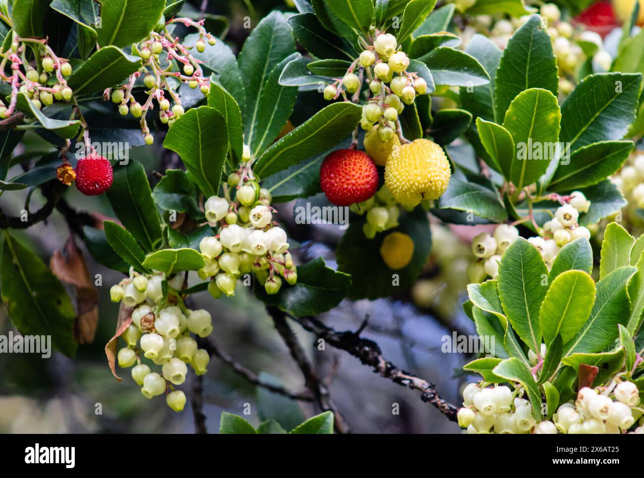 Arbutus unedo, commonly known as the strawberry tree, or chorleywood ...