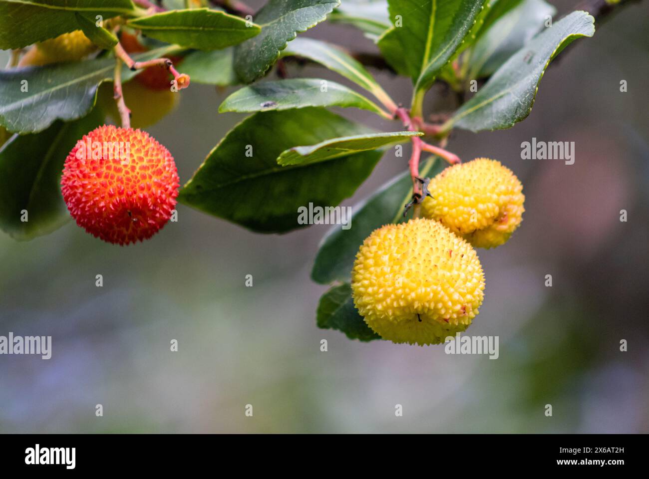 Arbutus unedo, commonly known as the strawberry tree, or chorleywood ...