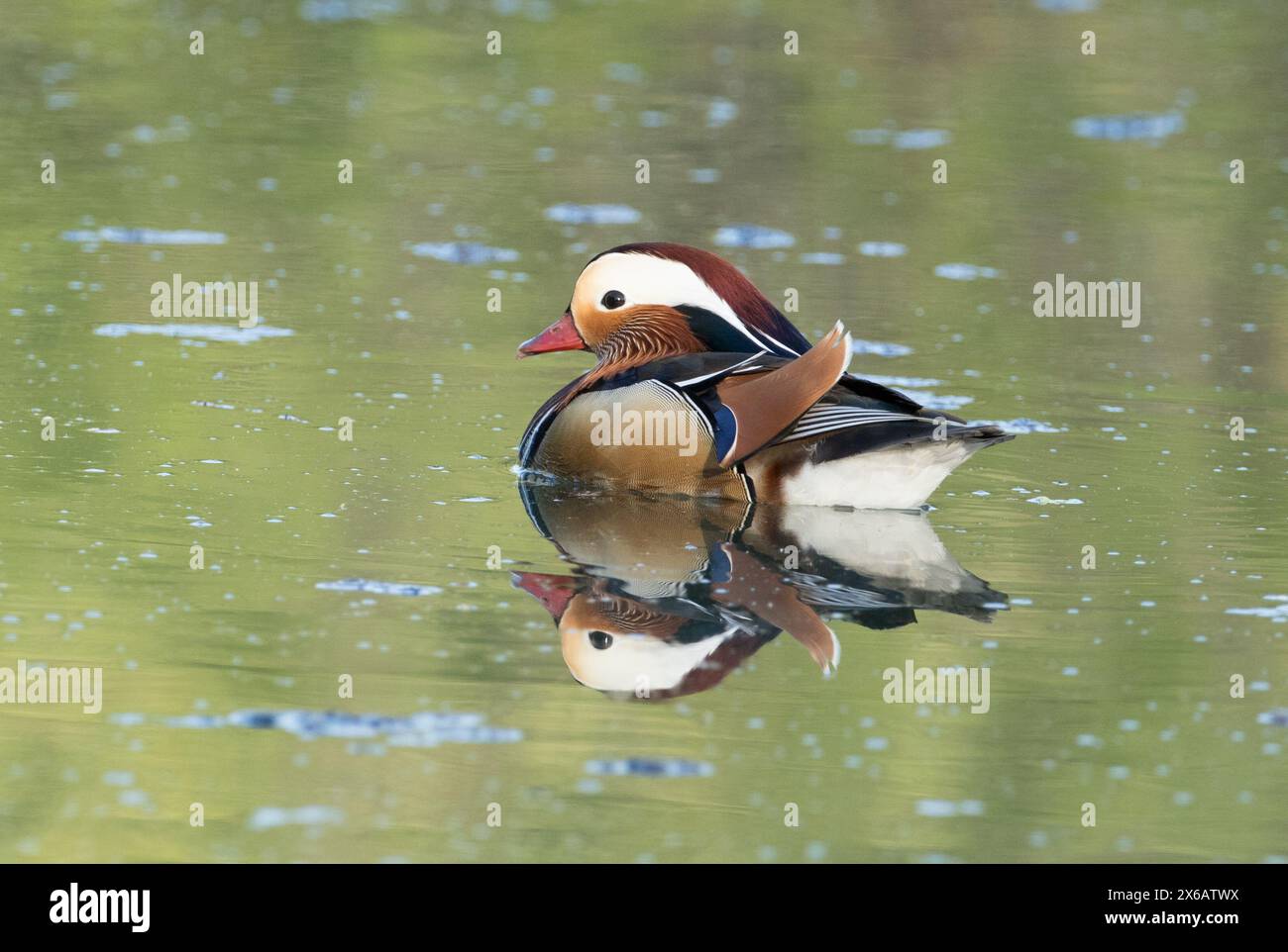 Mandarin Duck, High Batts Stock Photo - Alamy