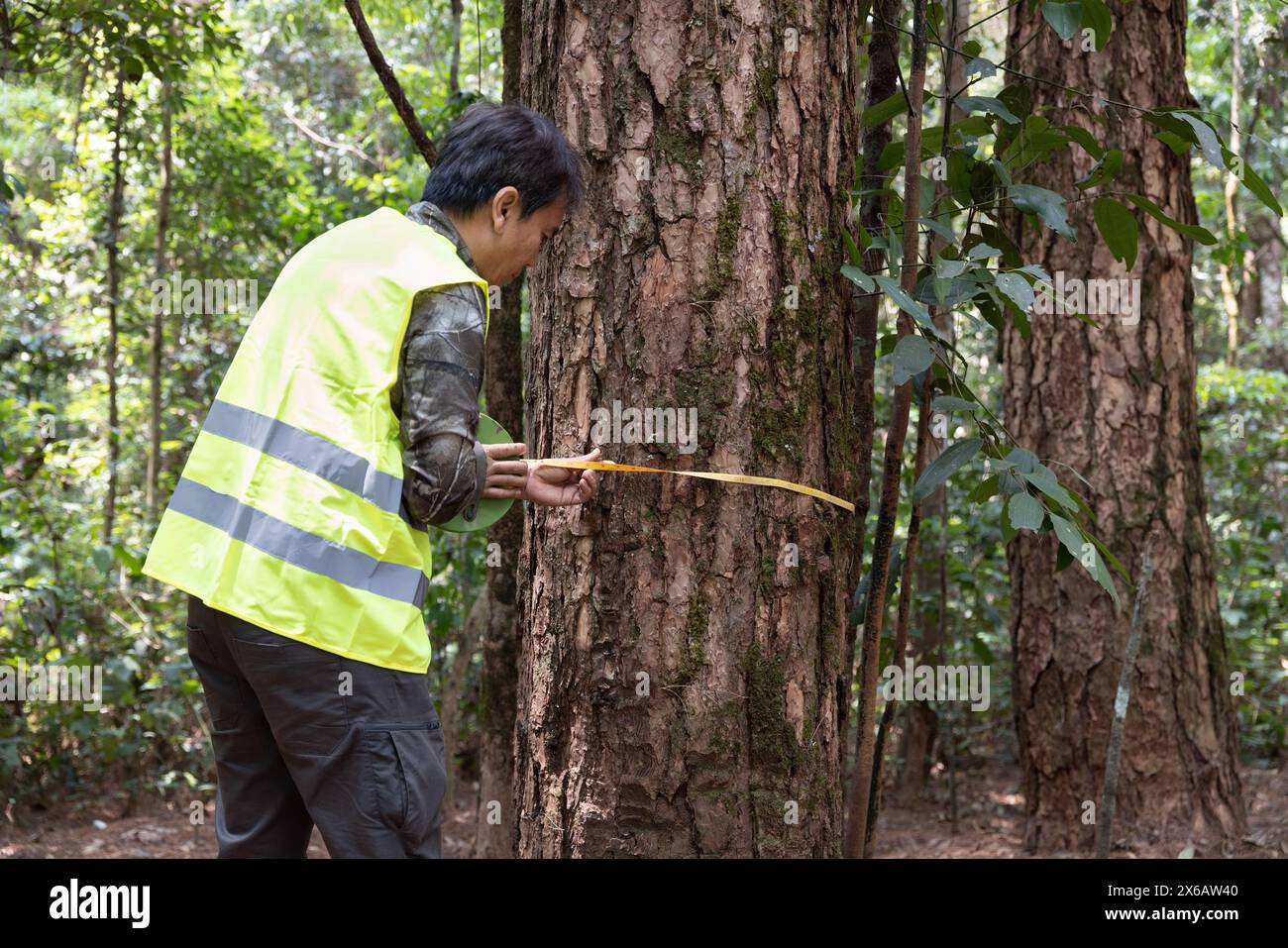 Forestry worker is measuring trunk of pine to analysis and research ...