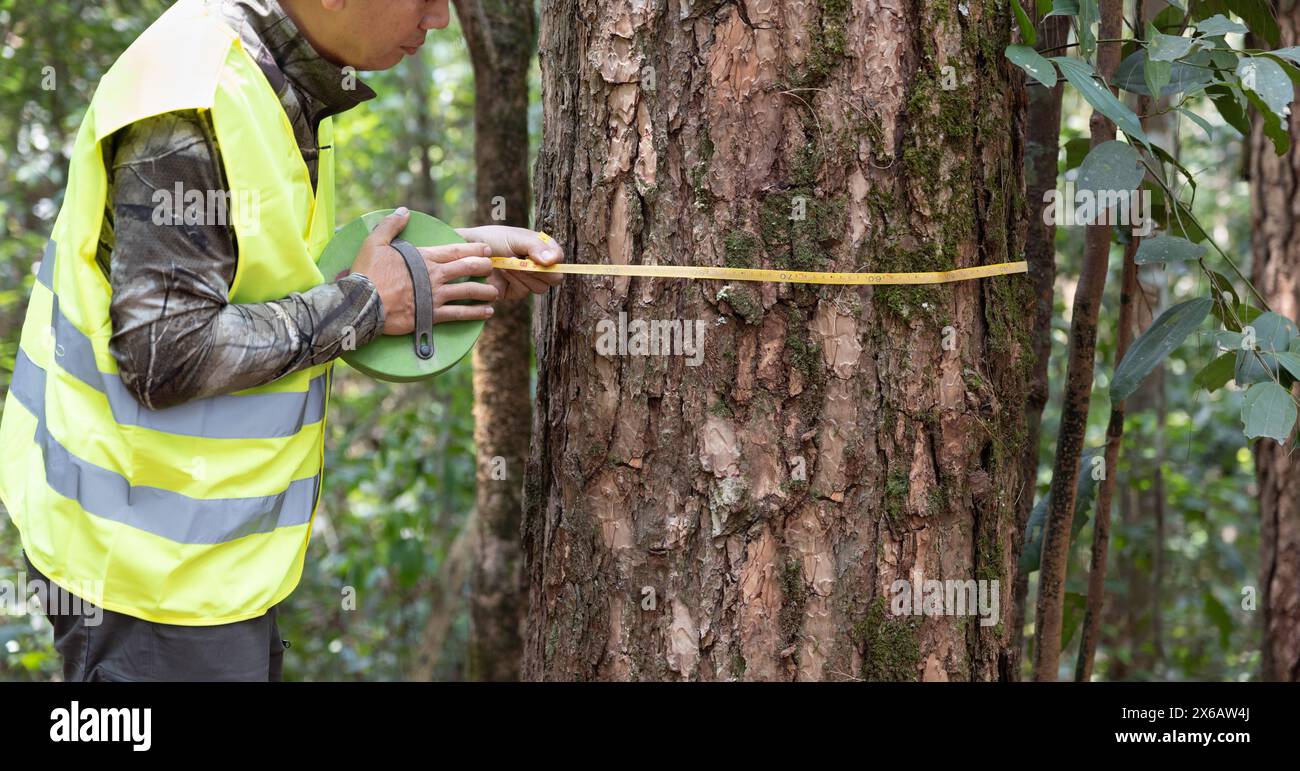 Forestry worker is measuring trunk of pine to analysis and research ...