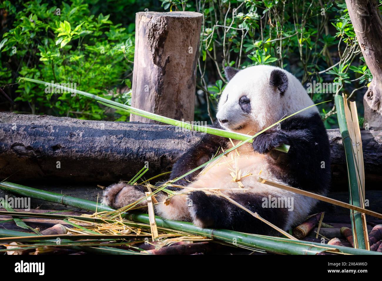 The giant panda (Ailuropoda melanoleuca), Chengdu, Sichuan, China Stock ...