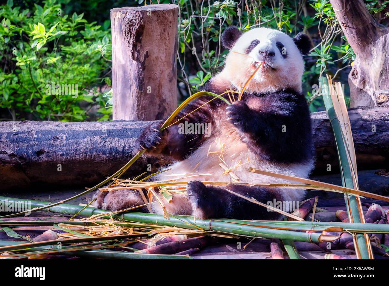 The giant panda (Ailuropoda melanoleuca), Chengdu, Sichuan, China Stock ...