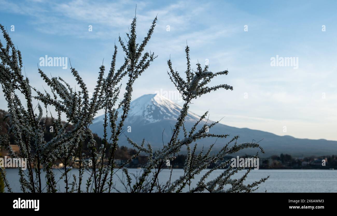 Fuji Mountain and blooming flowers at Lake kawaguchiko Japan in Spring ...