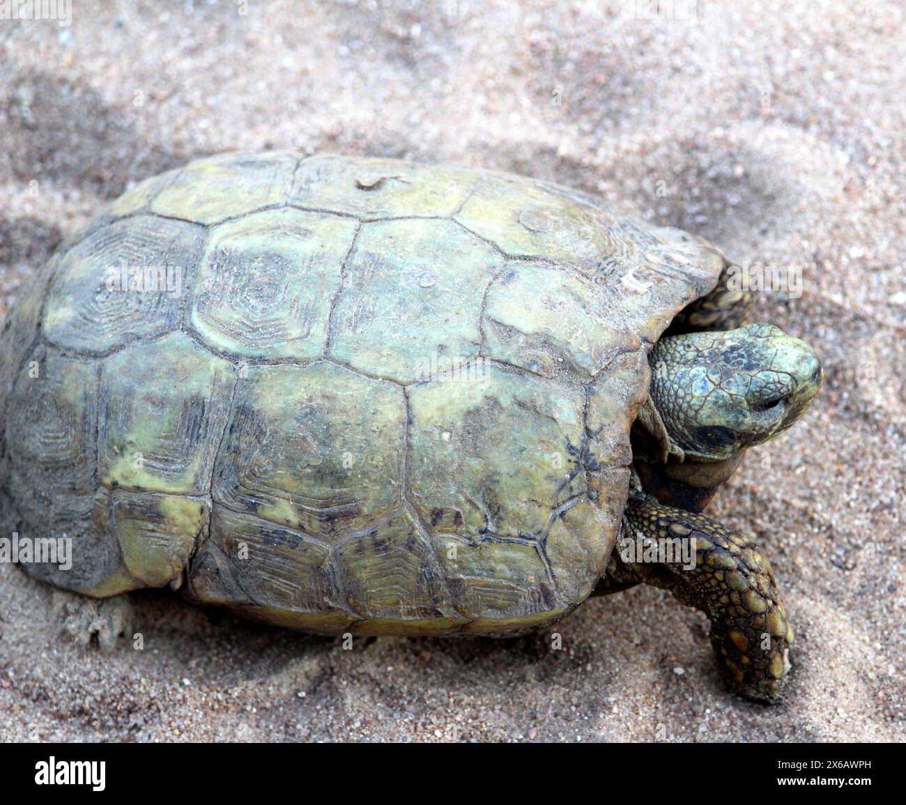 Berger's cape tortoise (Chersobius solus) walking on sand : (Pix Sanjiv ...