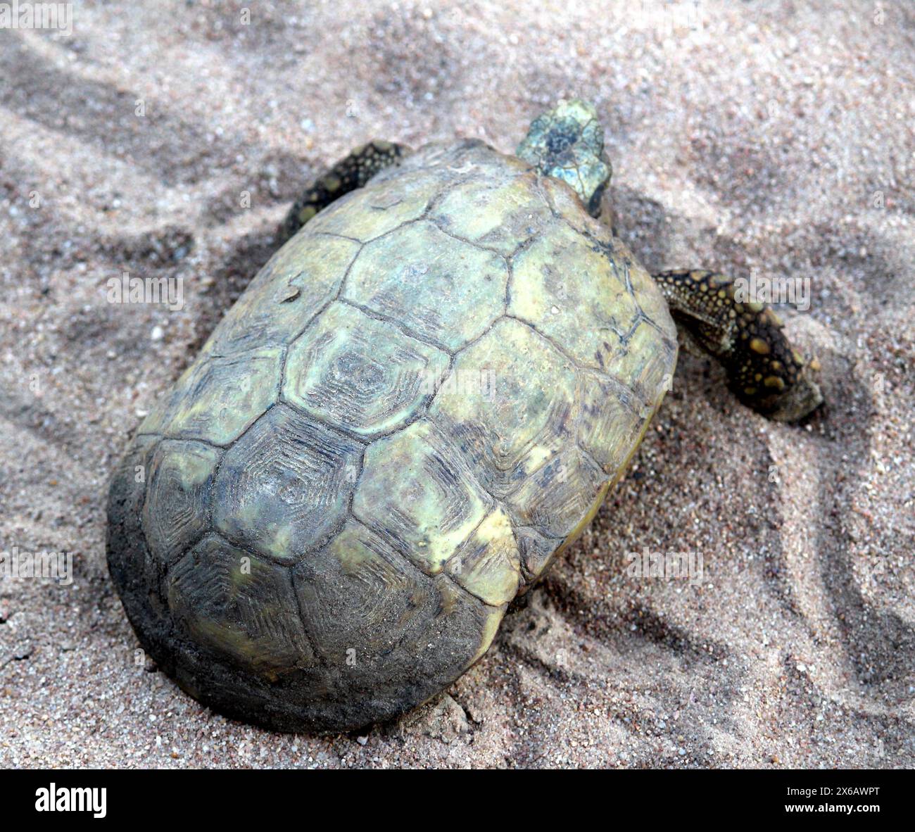 Nama dwarf tortoise hi-res stock photography and images - Alamy