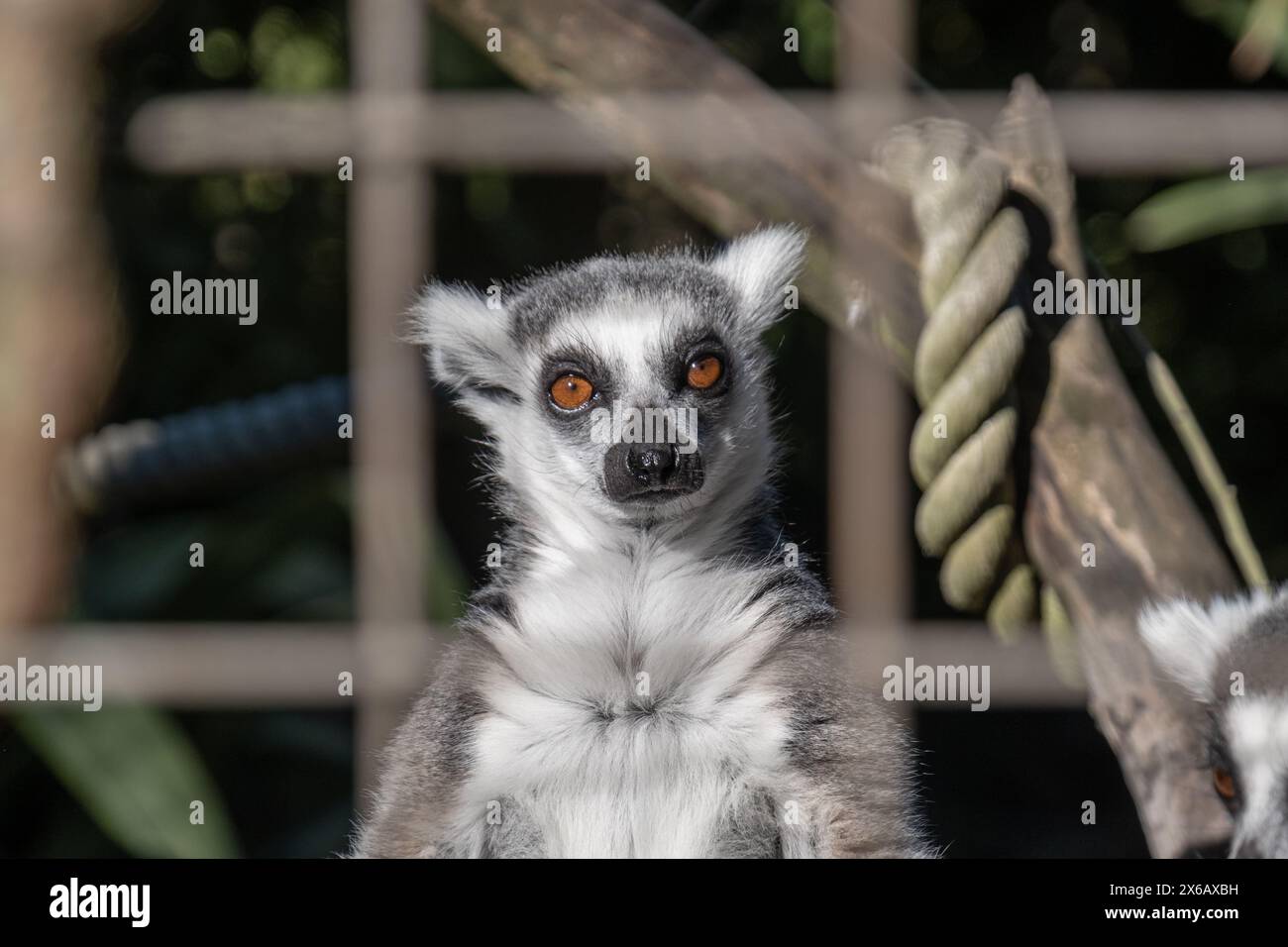 Front facing view of an adult lemur in an enclosure at Willowbank ...