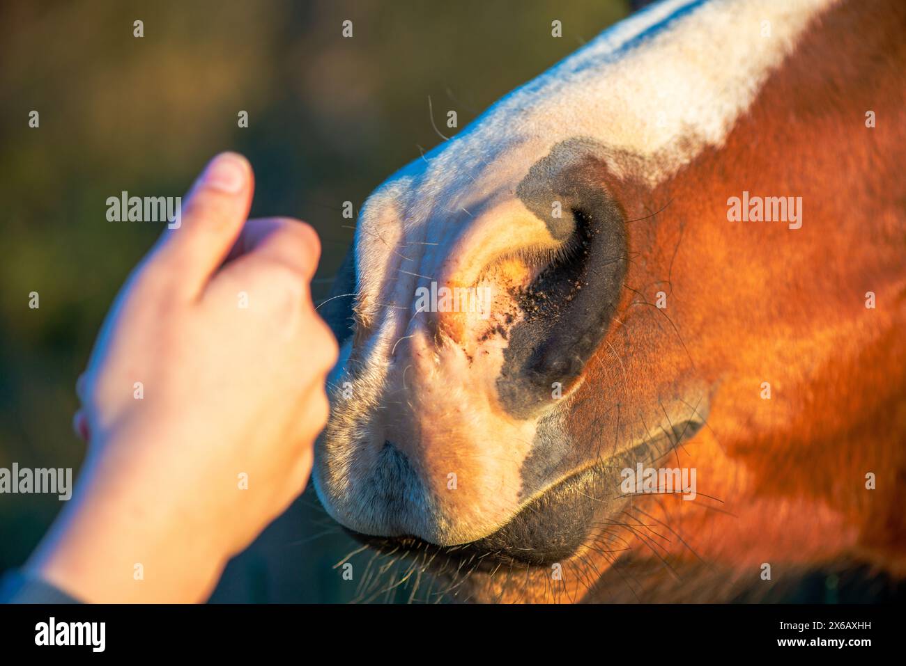 A serene moment captured as a woman's hand gently touches the nose of a ...