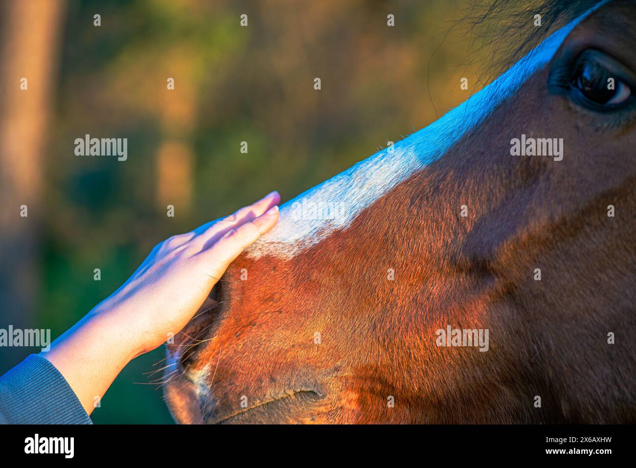 A serene moment captured as a woman's hand gently touches the nose of a ...