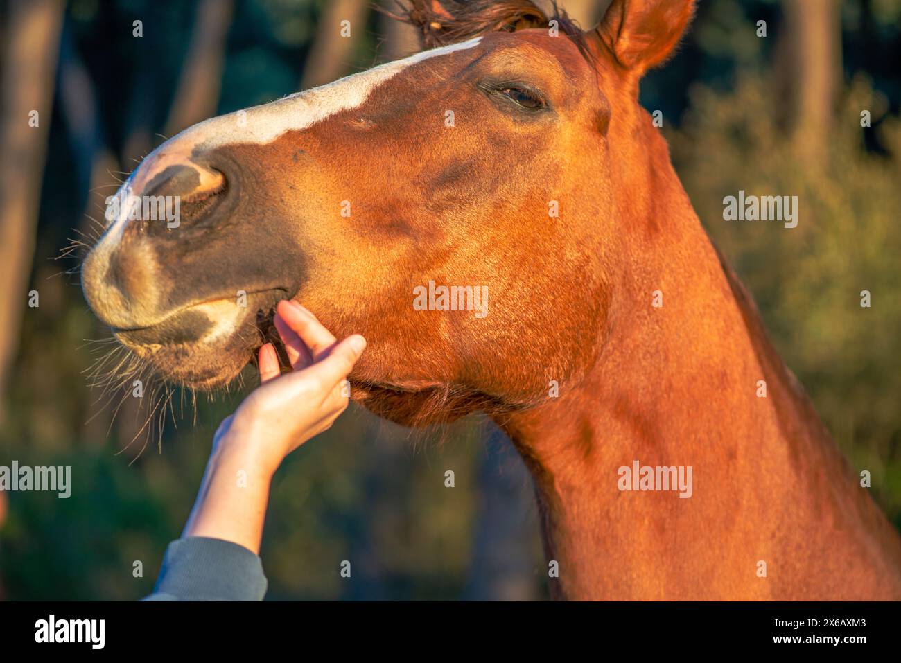 A woman's hand lovingly interacts with a brown horse, showcasing the ...